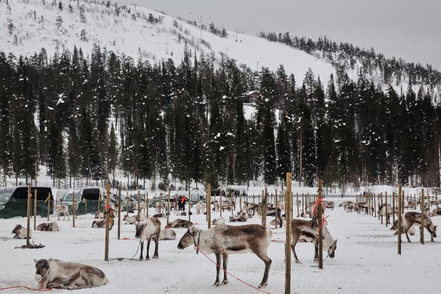 Crowds brave sub-zero temperatures to watch reindeer racing near ...