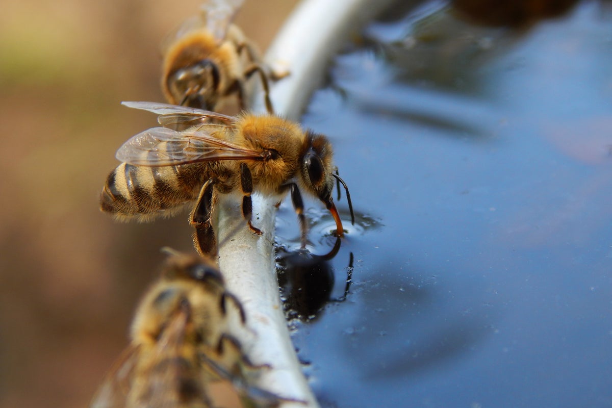 Scientists find bees can breathe underwater in ‘extraordinary’ discovery