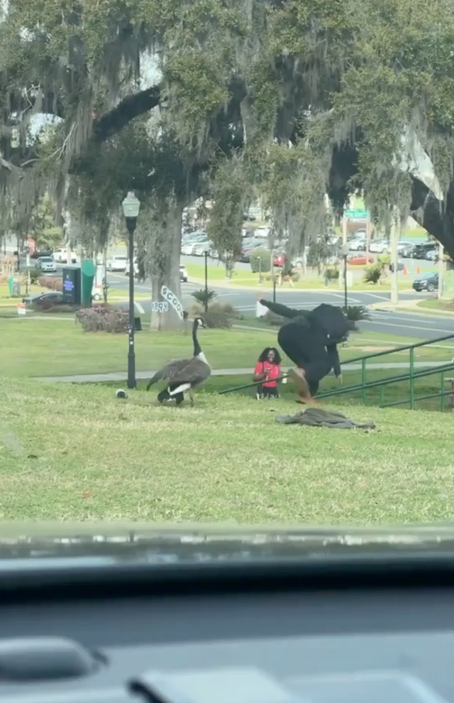 Aggressive goose goes viral after terrorizing Florida A&M students on ...