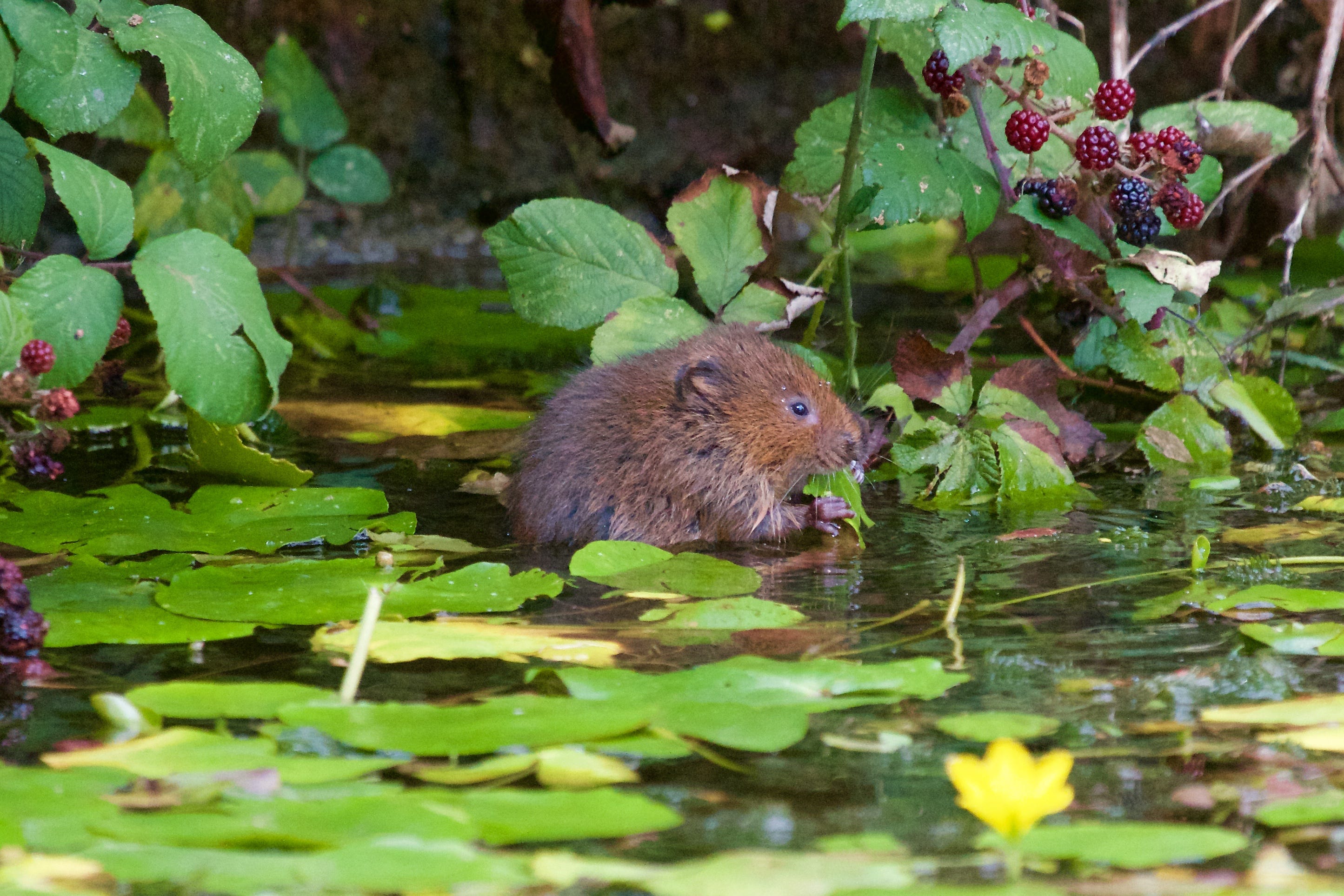 National Trust urges public to lobby politicians to reverse nature ...