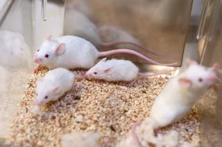 Can you clone a clone forever? Landmark 20-year study reveals ...