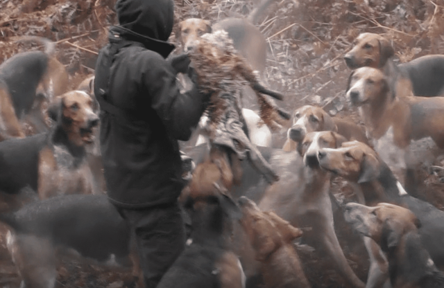 Trail-hunting set to be banned in landmark crackdown | The Independent