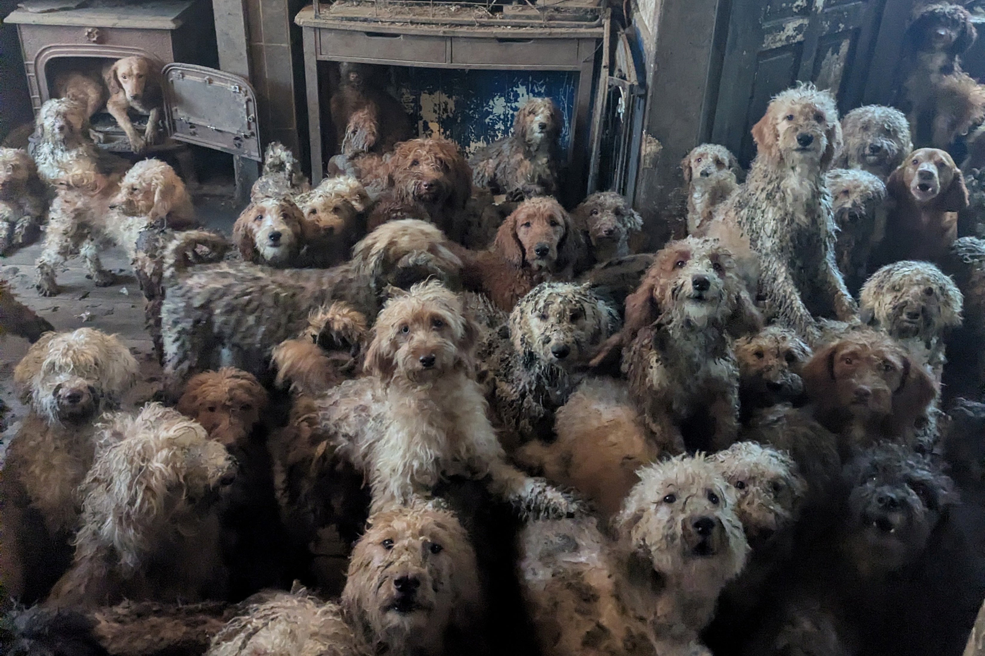 RSPCA says hundreds of dogs rescued from crammed room ‘doing really ...