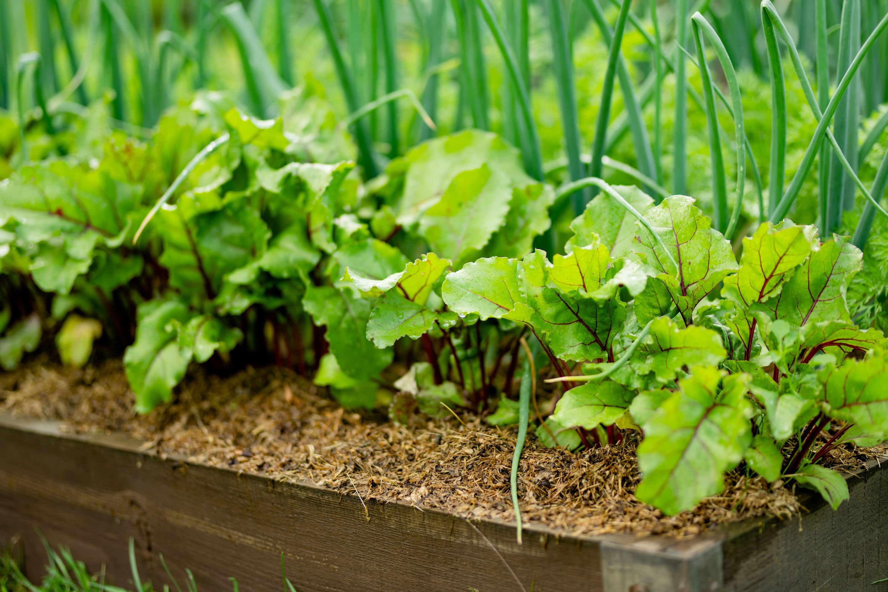What is ‘companion planting’ and how can it help you grow veggies ...