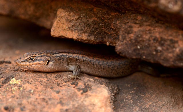 Scientists identify rare new species found nowhere else on Earth ...