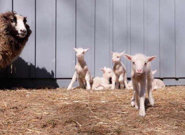 Farmers stunned as sheep gives birth to one-in-a-million sextuplets on ...