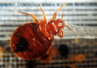 Trump administration office in charge of tracking pests keeps getting ...