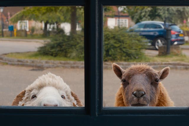 The Sheep Detectives review – This ‘talking sheep solve Hugh Jackman’s ...