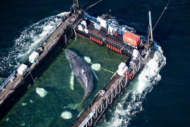 Rescued Timmy the humpback whale begins journey back home on barge to ...