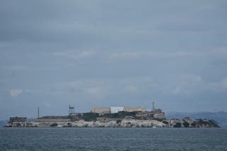 Coyote stuns wildlife experts with incredible two-mile swim to Alcatraz ...