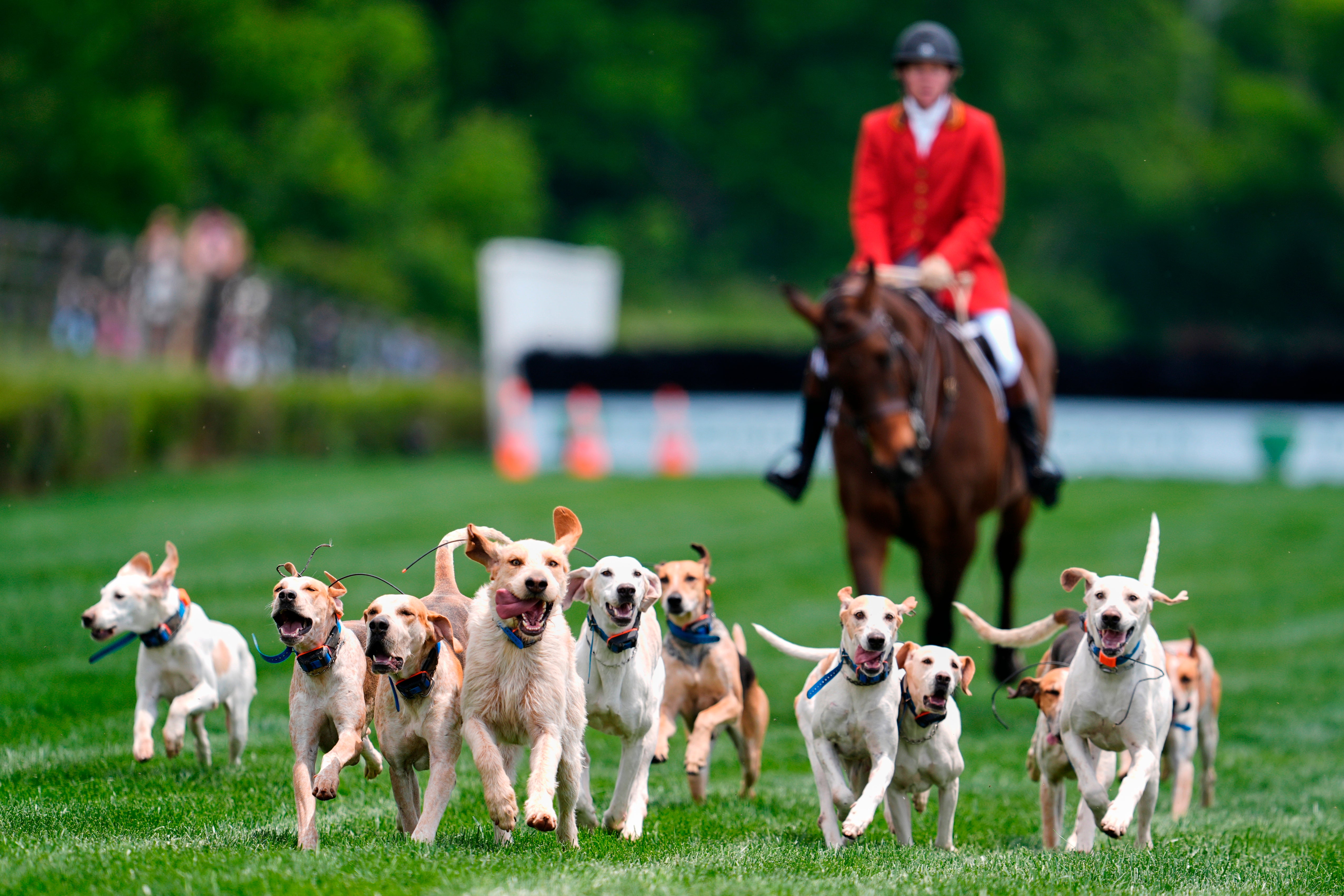 At the Iroquois Steeplechase, the foxhounds kick off the horse races ...
