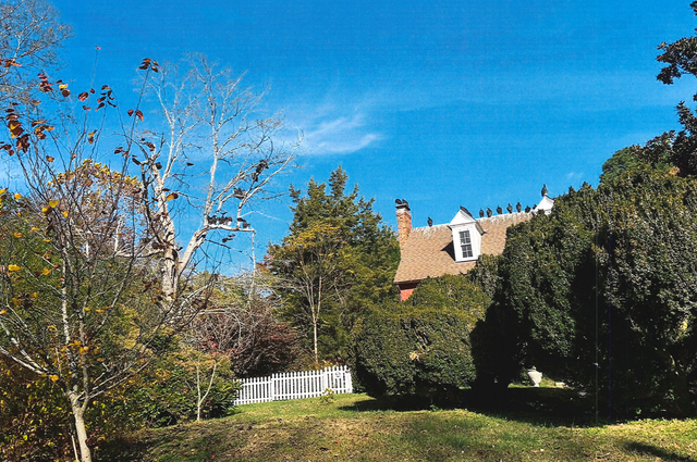 Vultures have taken over a North Carolina neighborhood, and one couple ...