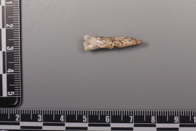 Ancient 400,000-year-old teeth reveal early humans mated with ancestor ...