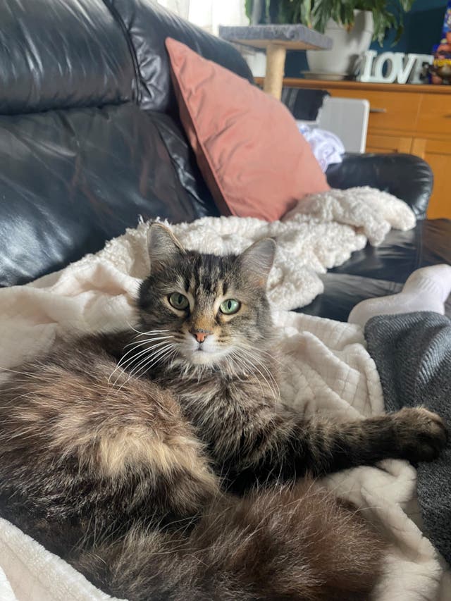 Amazon delivery driver caught stealing ‘much-loved’ family cat is ...