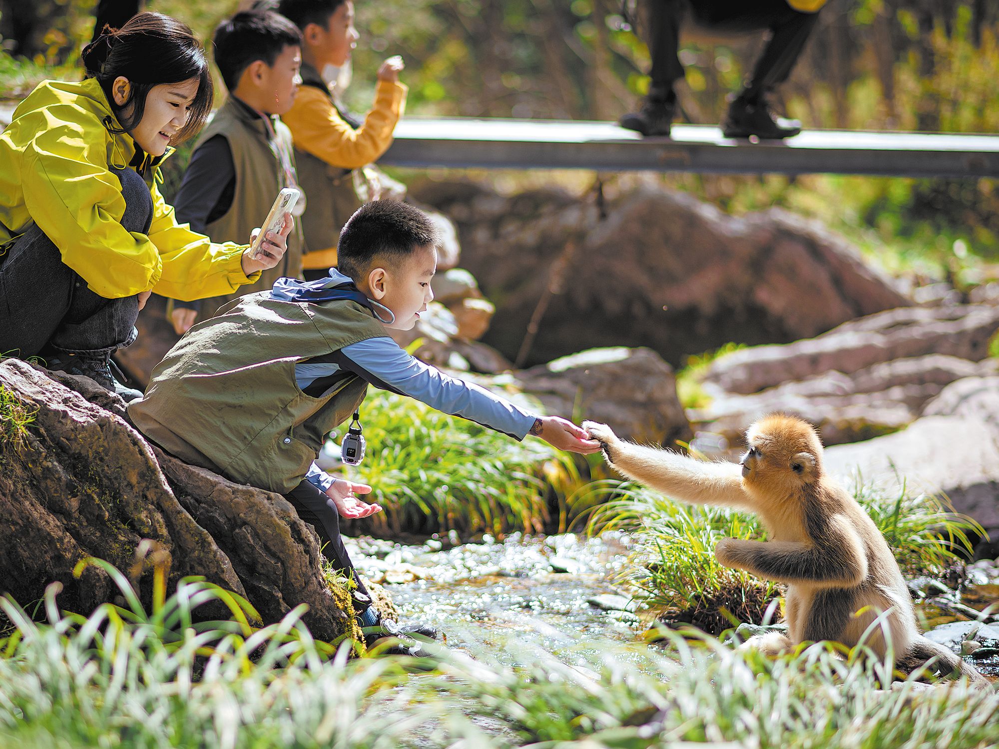 Shennongjia’s monkeys make golden return | The Independent