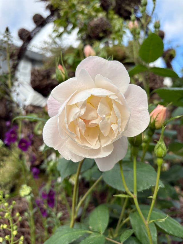 RHS Chelsea Flower Show 2026 reveals biggest garden trends from ...