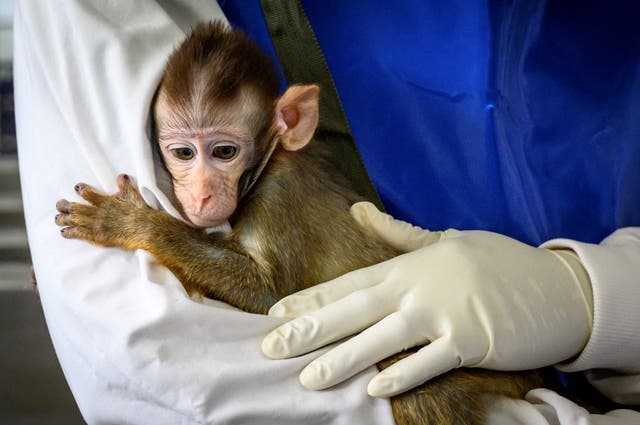 Monkey Business: Primate sales over social media are on the rise across ...