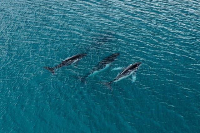 Two humpback whales set new migration record with epic Australia to ...