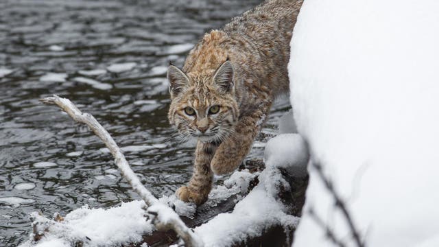 A deadly bobcat fever is spreading in the US. Here’s what to know | The ...