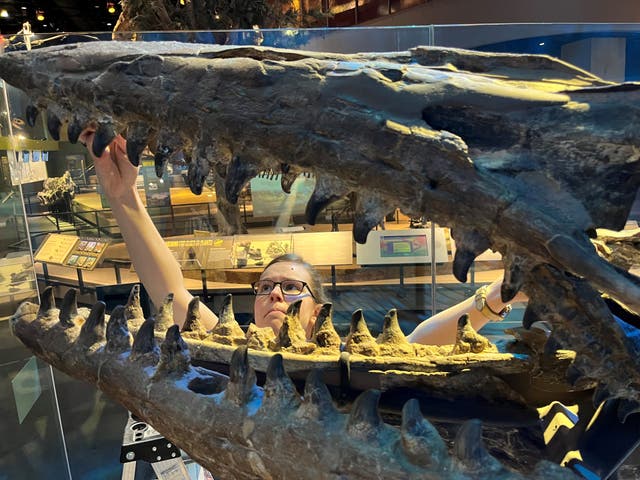 Scientists discover new marine T-rex that was twice the size of great ...