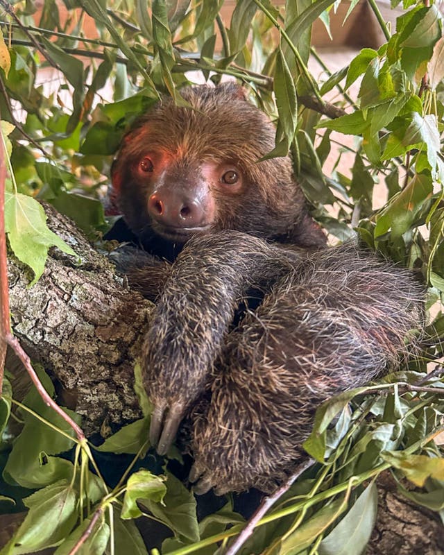Nine sloths rescued from Florida warehouse are on the mend: ‘Their ...