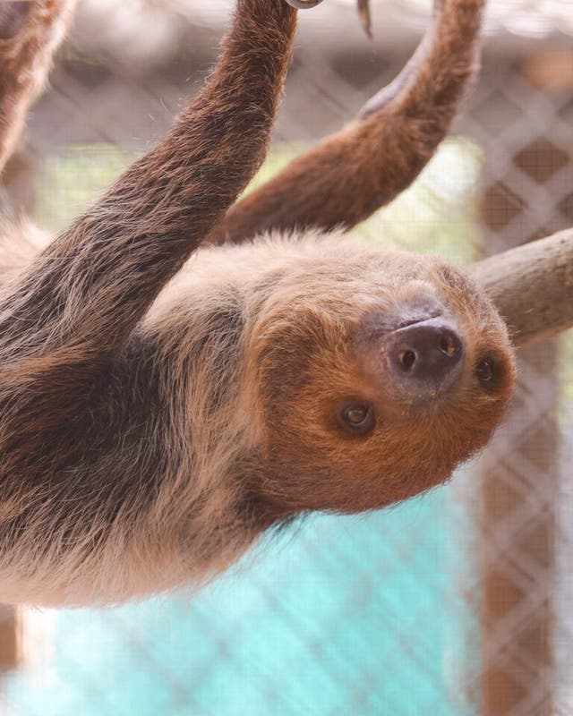 Nine sloths rescued from Florida warehouse are on the mend: ‘Their ...