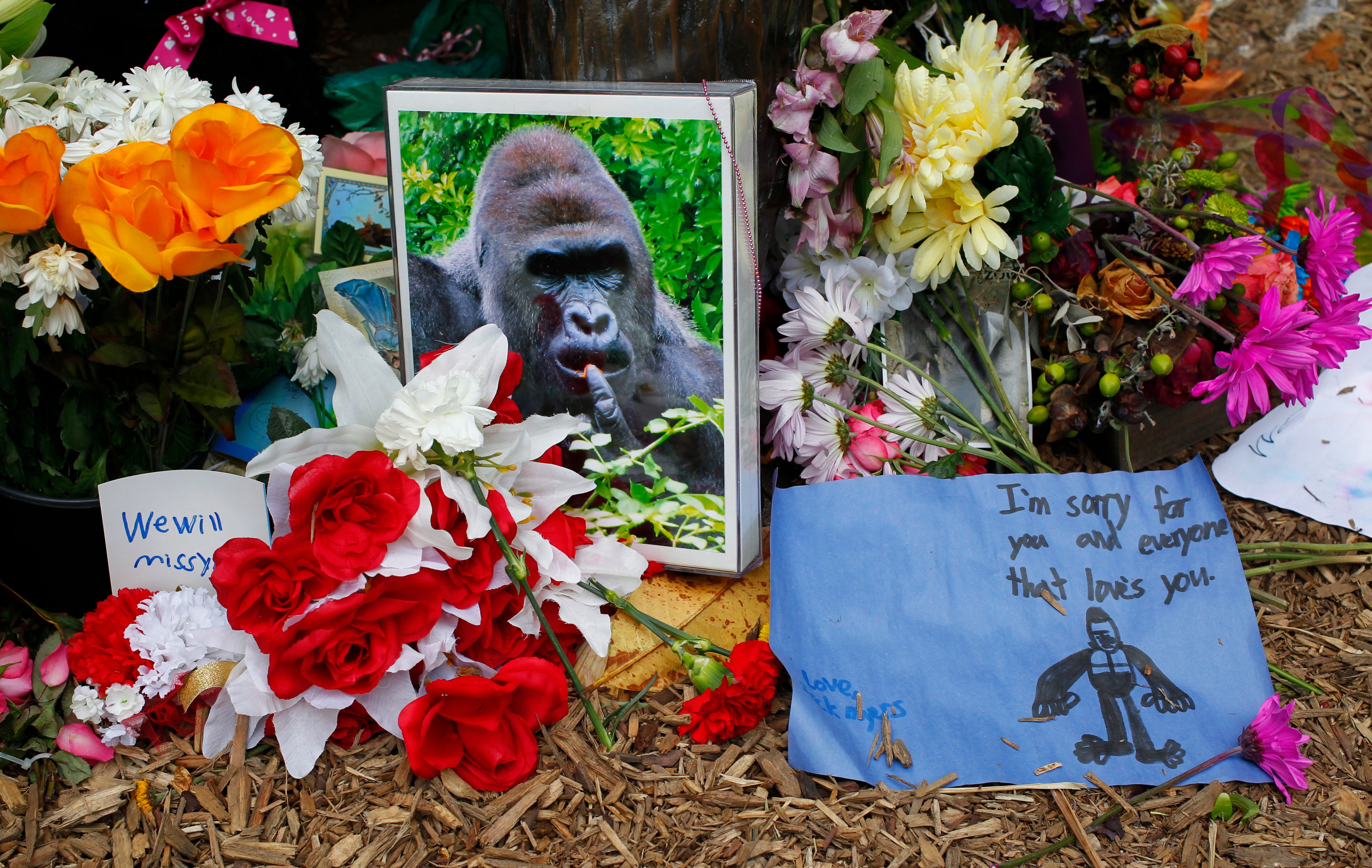White House calls Harambe ‘a true patriot’ in tribute post | The ...