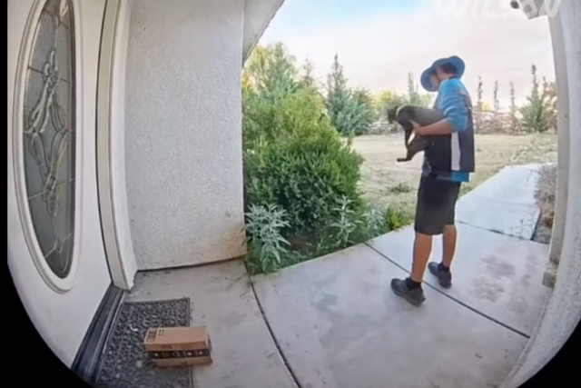 Shocking doorcam video shows the moment Amazon driver takes pet cat ...