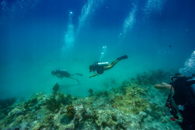 Researchers fear another hot summer could further cripple Florida’s ...