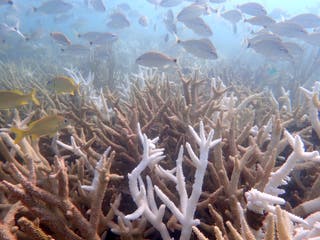 Researchers fear another hot summer could further cripple Florida’s ...