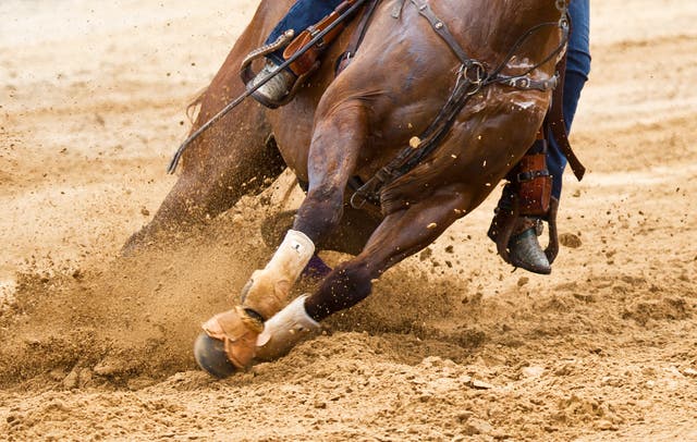 Teenage competitor accused of stabbing horses at Las Vegas barrel ...