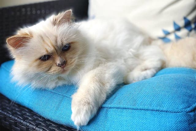 Yes, Karl Lagerfeld’s incredibly rich cat really does deserve even more ...