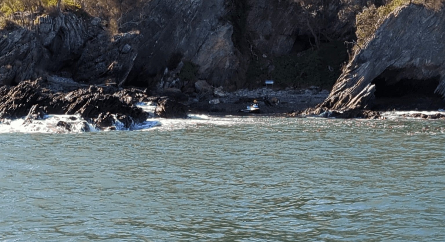 Dog rescued after being swept out to sea and surviving…
