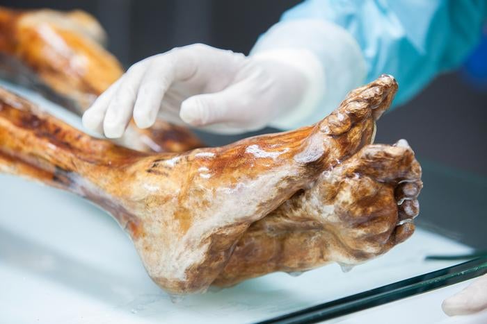 Ötzi the Iceman’s microbiome is still alive, scientists find | The ...