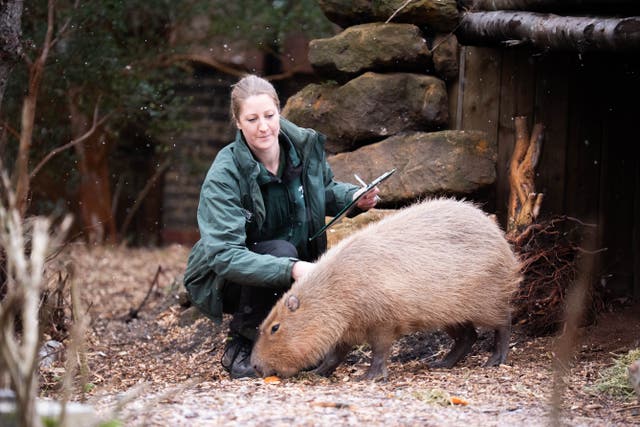Escaped Capybara becomes village celebrity after evading capture for ...
