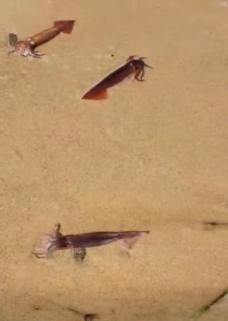 Cape Cod sees thousands of squid carcasses wash up on the beach | The ...