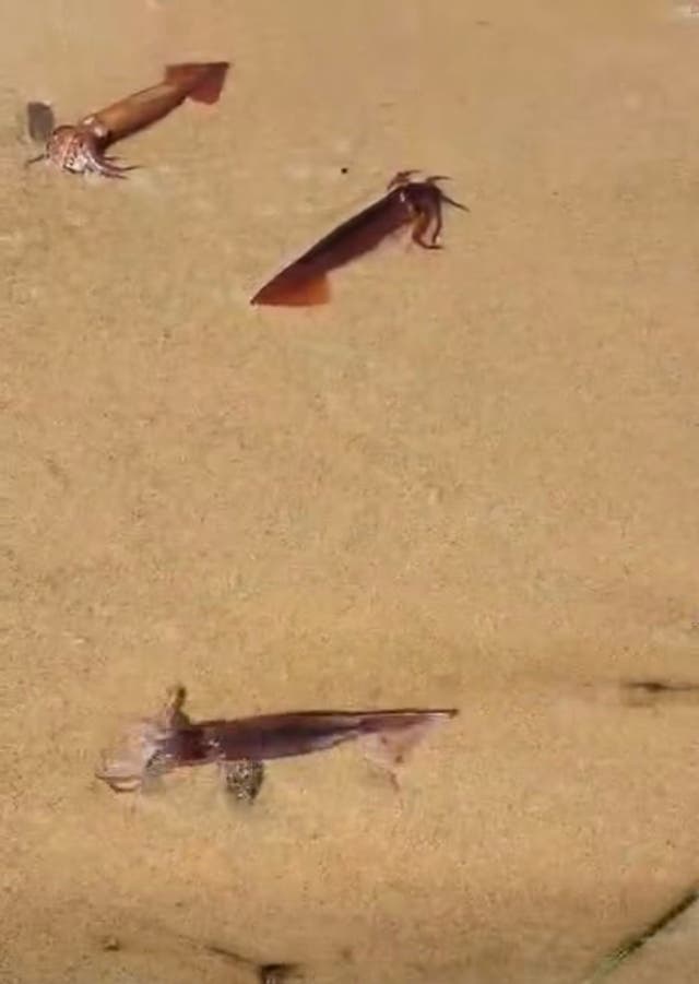 Cape Cod sees thousands of squid carcasses wash up on the beach | The ...