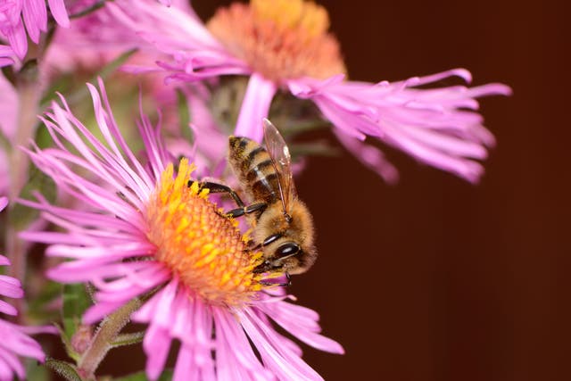 Ten of the best plants to attract pollinating insects to your garden ...