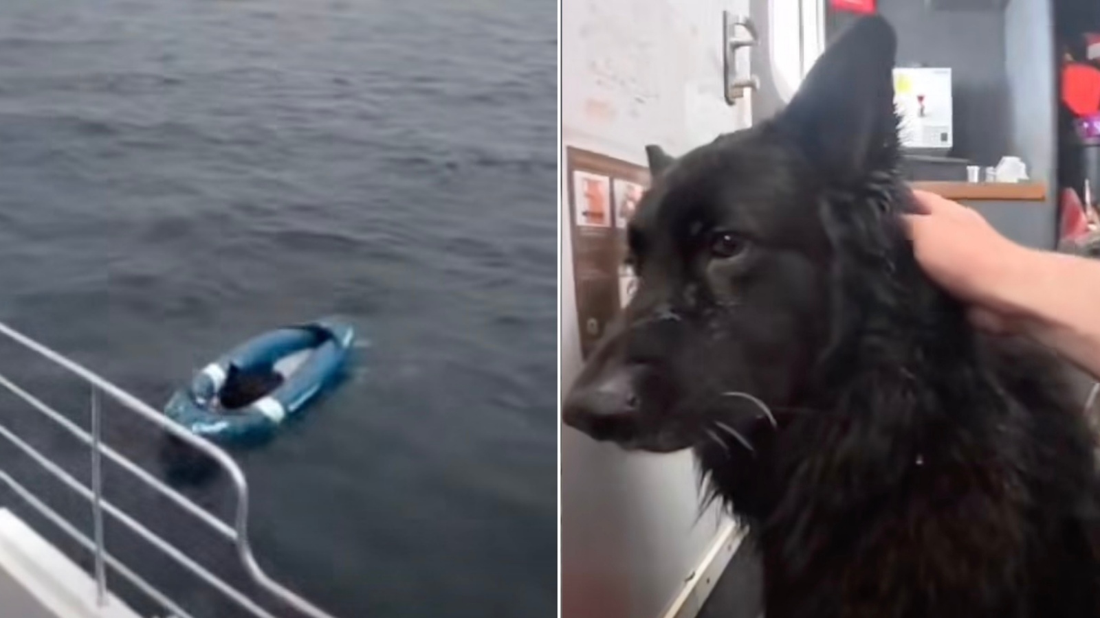 Lost dog miraculously rescued from North Sea after drifting on ...