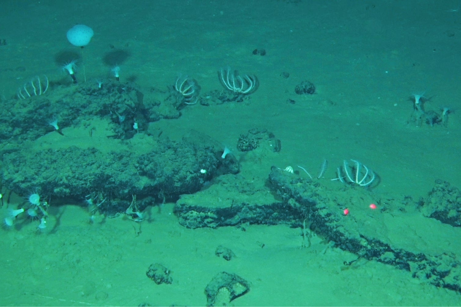 Deepest and most extensive whale graveyard brimming with life ...