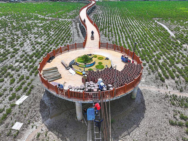 Ecological action spurs mangrove regrowth | The Independent
