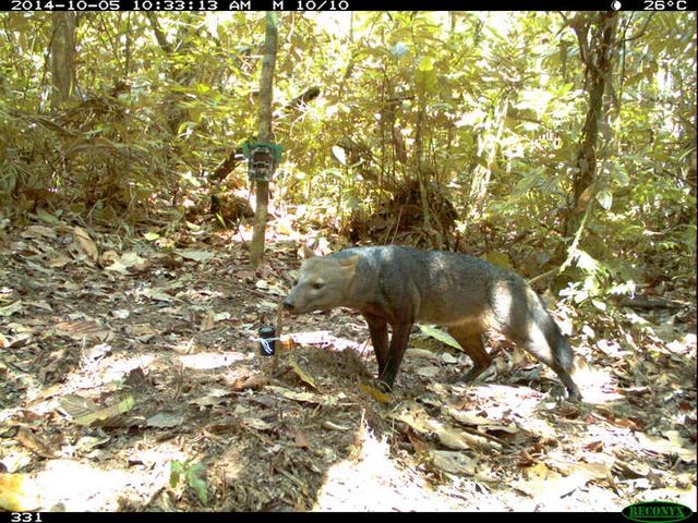 Unprecedented photos of extremely rare ‘ghost dog’ captured in Amazon ...