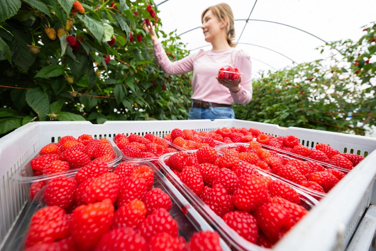 British raspberries up to 50% sweeter after cool spring and May sun ...