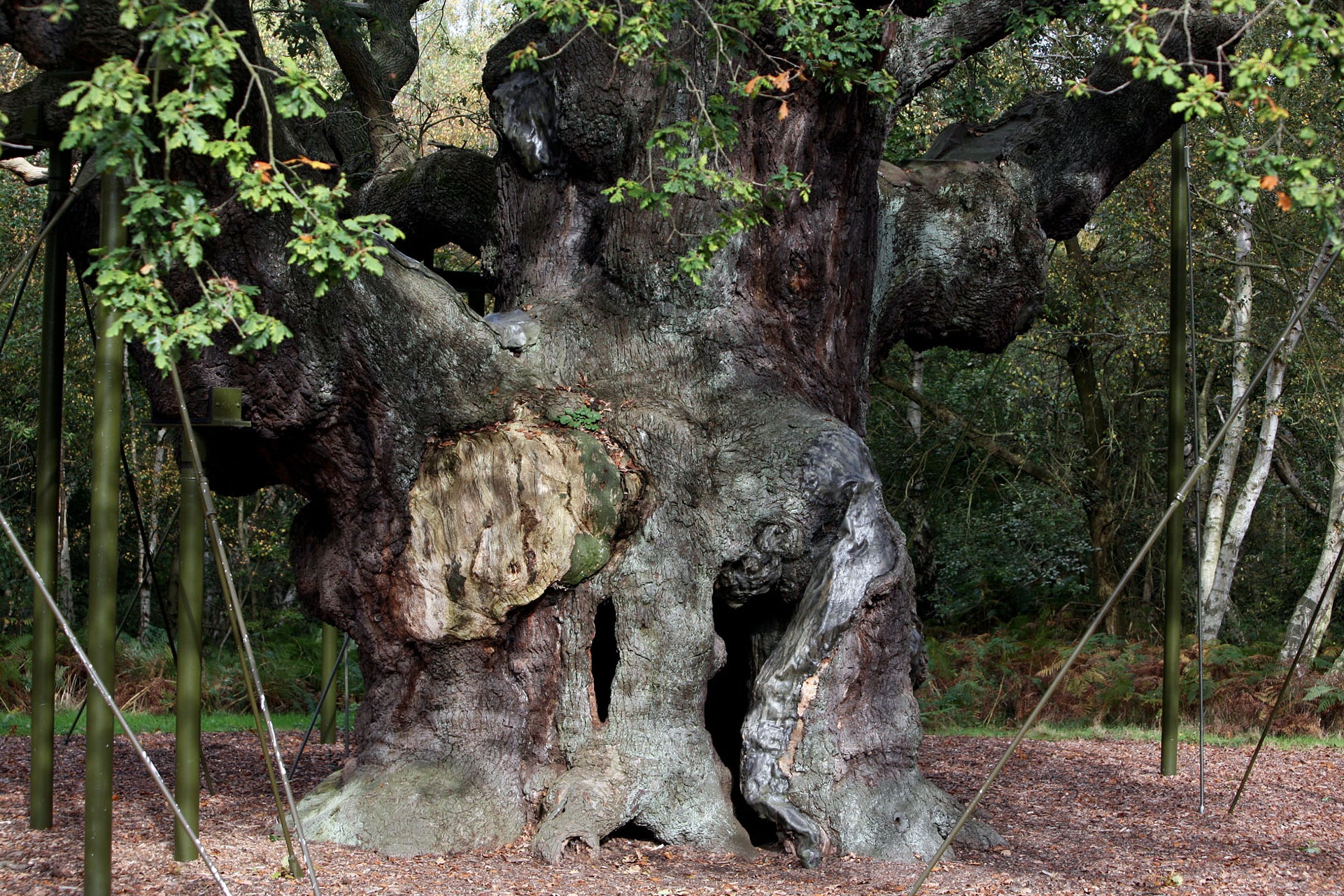 An ancient oak tree said to have sheltered legendary Robin Hood has ...