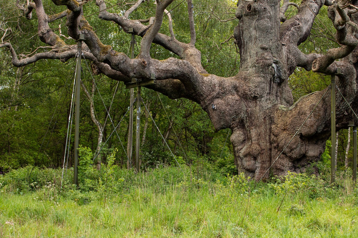 Legendary Major Oak tree may have been loved to death by visitors - Newswav