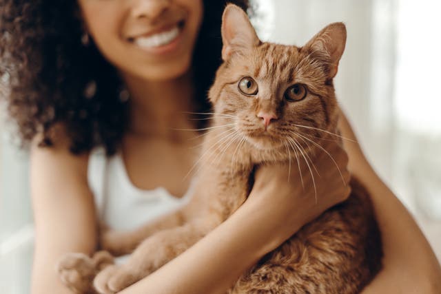 New study reveals how much each generation spends on their pet | The ...