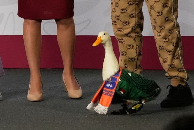 A pet duck became a World Cup viral sensation — Then Came the ...
