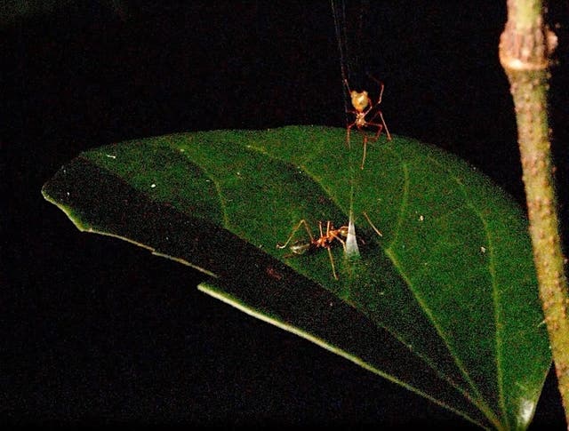 New spider that hunts dangerous ants using a spring-loaded trap ...