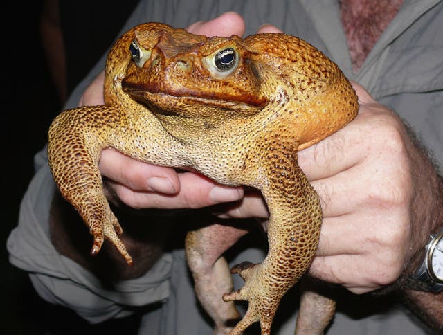 Warning over toxic toads that can kill pets ahead of rainy season in ...