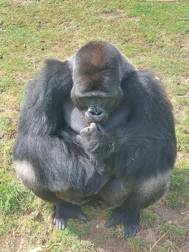 Bristol Zoo Project welcomes new silverback to lead gorilla troop ...